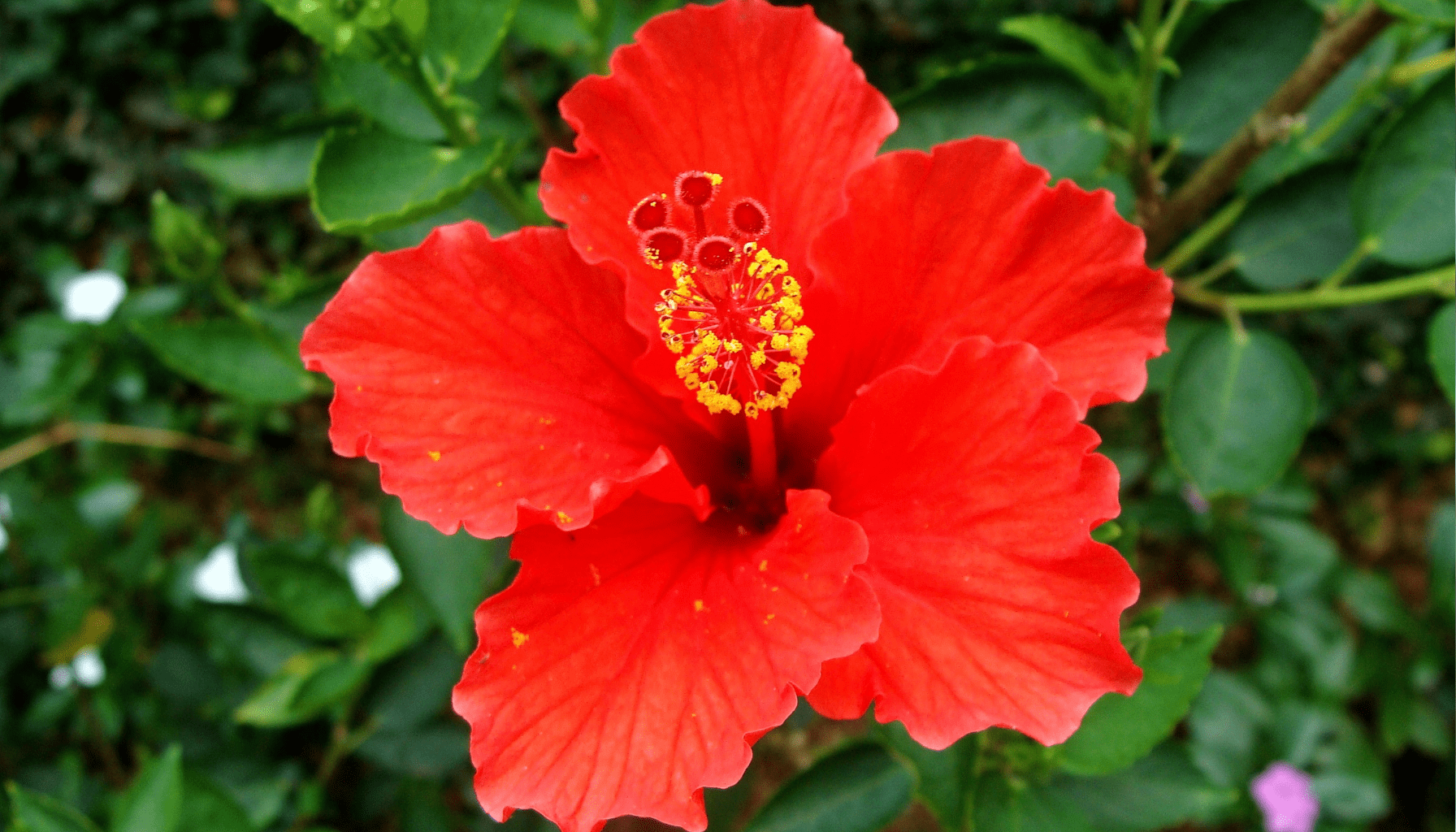 Ibištek – kvet, čaj a účinky - Vmagazin.sk